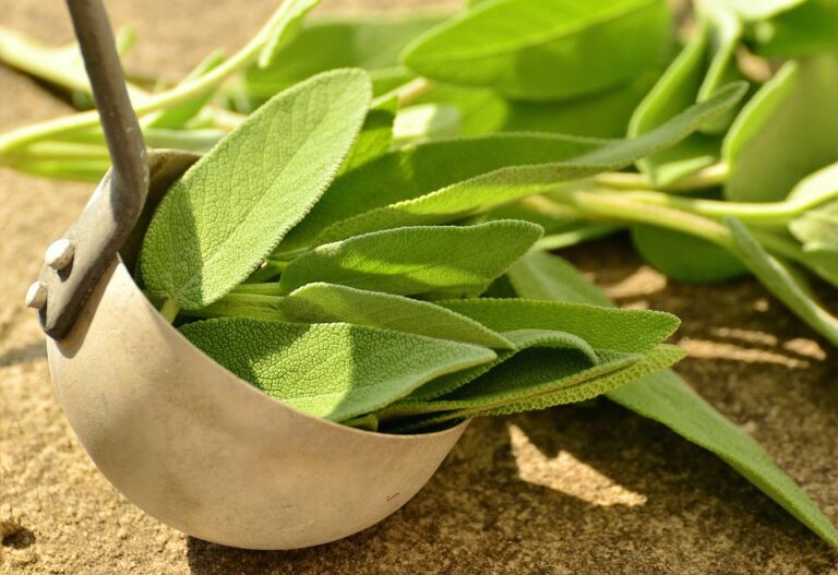 Russian Sage Edible